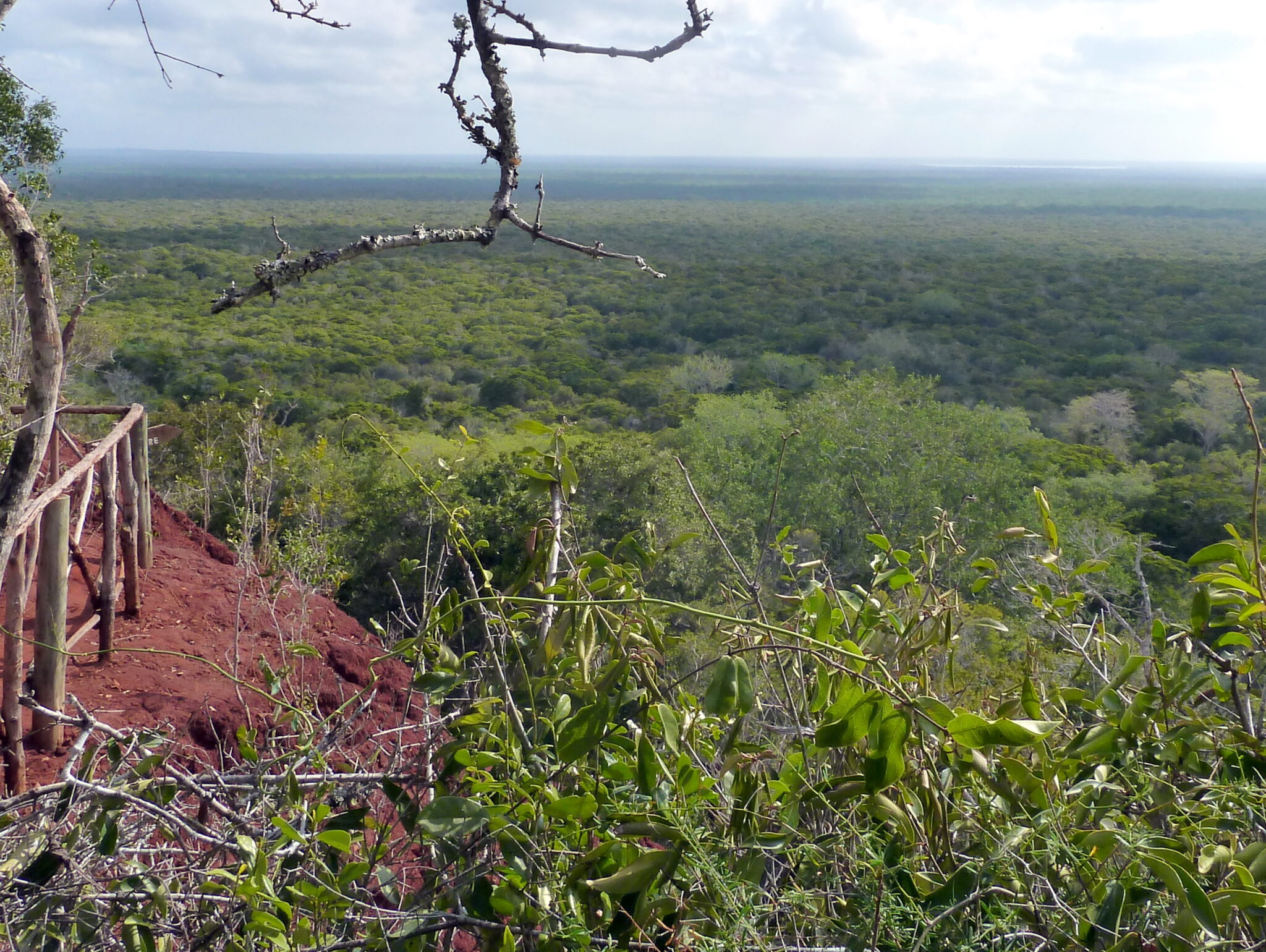 Karura Forest and the Politics of Community-Based Conservation in Kenya ...